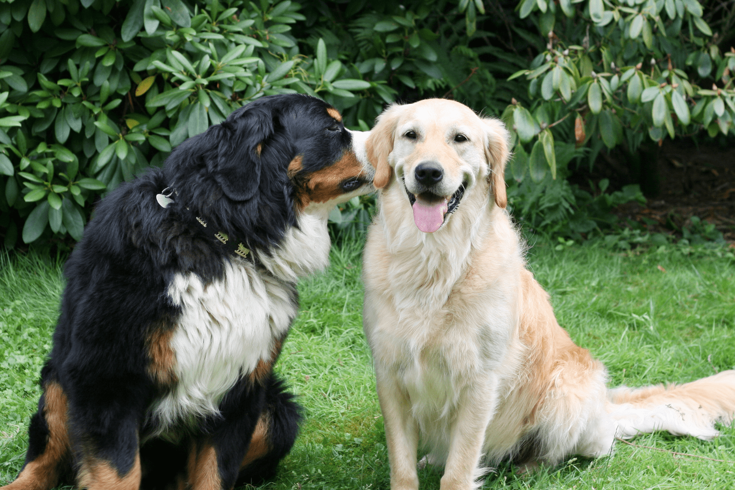 Referral Rewards | Dupont Veterinary Clinic
